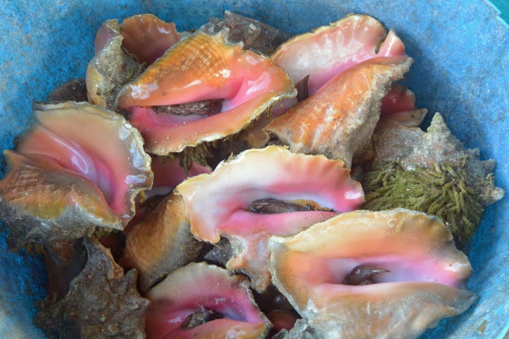 Eating Conch | The Bahamas | She is Wanderlust Blog