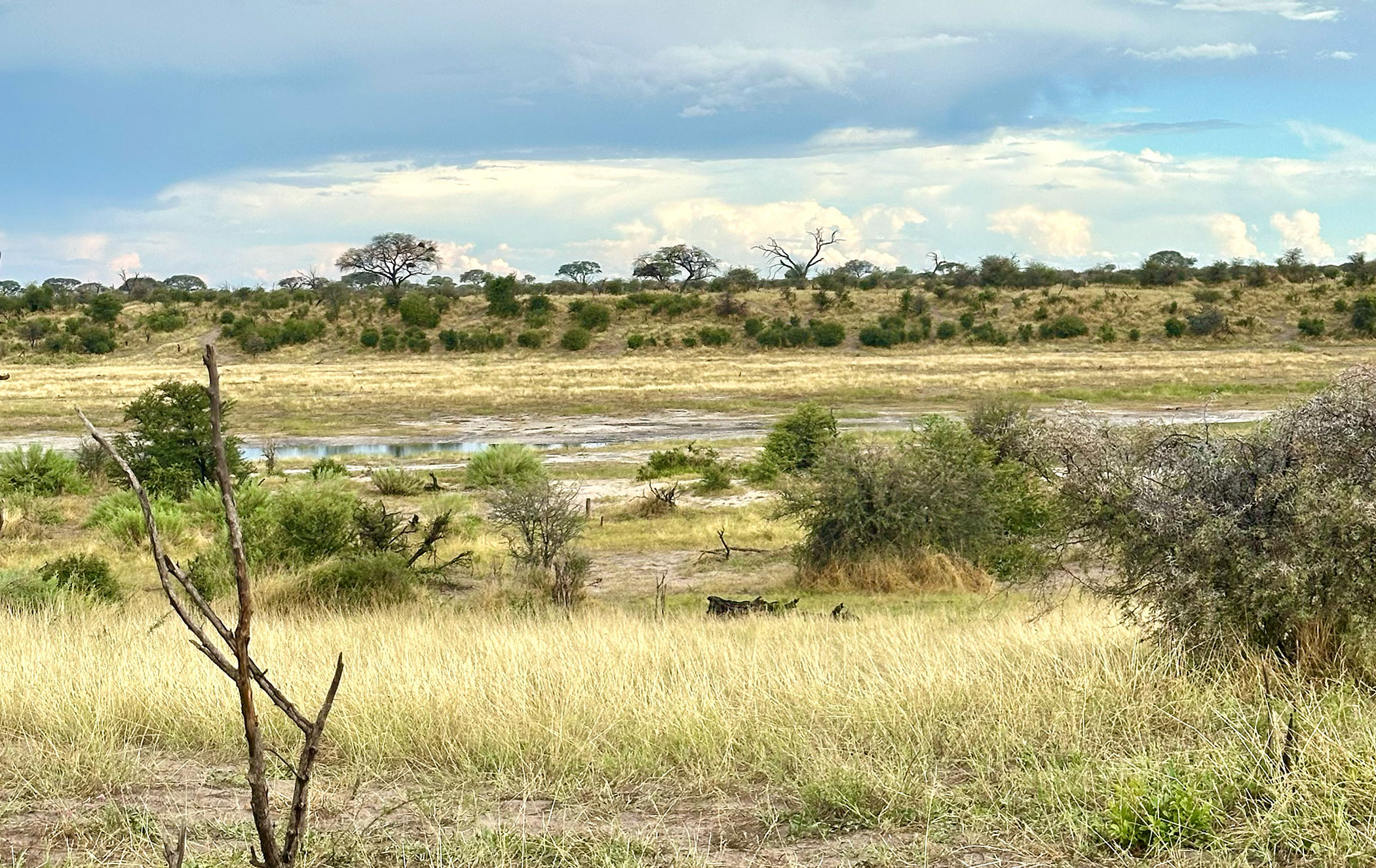 Attractions & Things to do in Botswana | She is Wanderlust